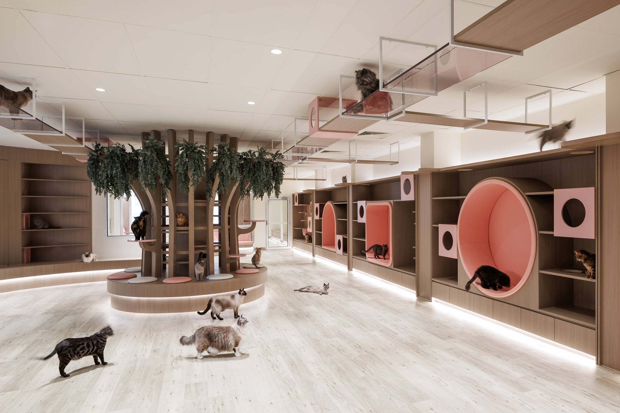 Meow | Cashmere Cat Cafe