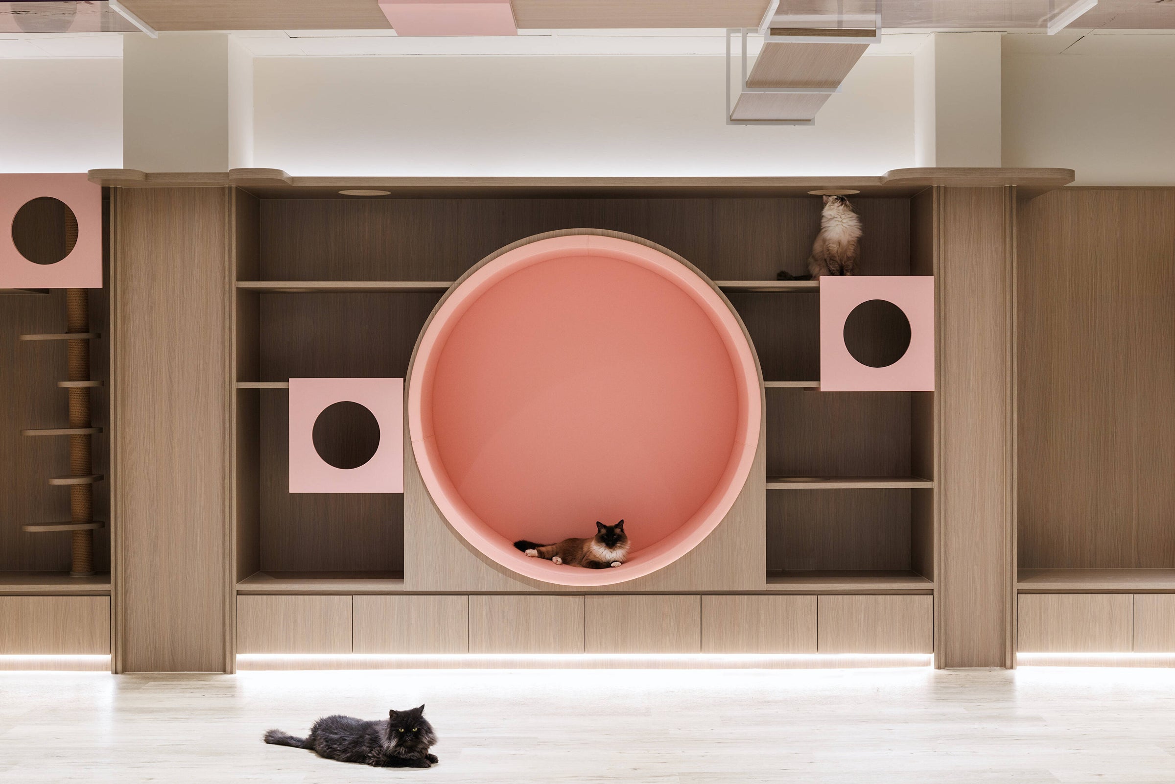 Meow | Cashmere Cat Cafe
