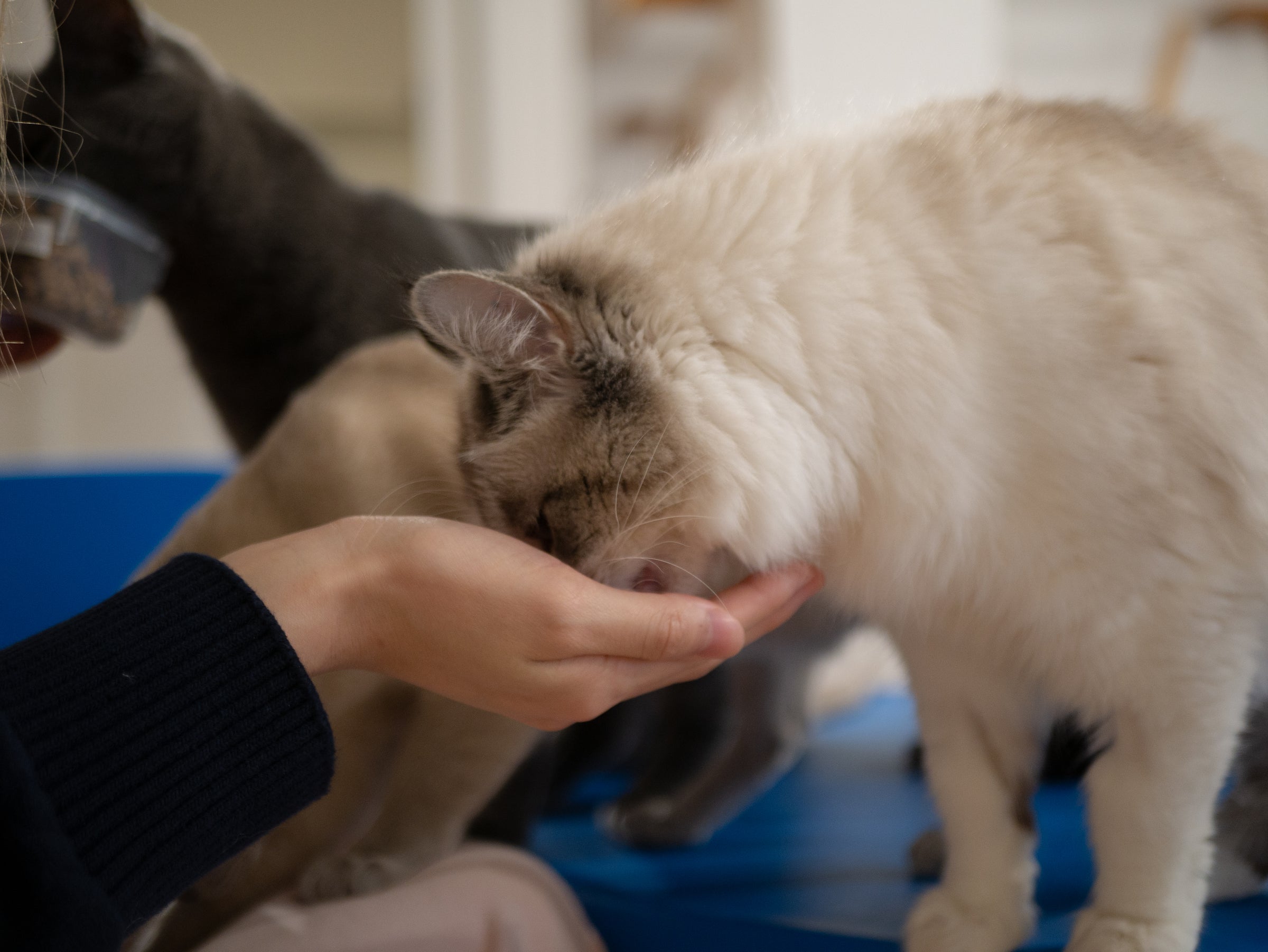 FAQ | Cashmere Cat Cafe